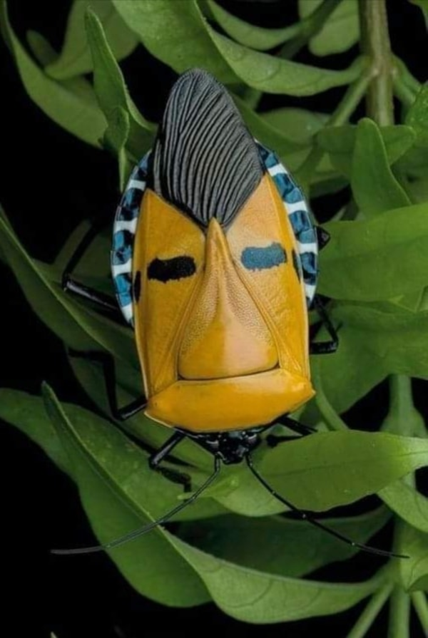 Okuyasu Bug | /r/ShitPostCrusaders/ | JoJo's Bizarre Adventure | Know ...