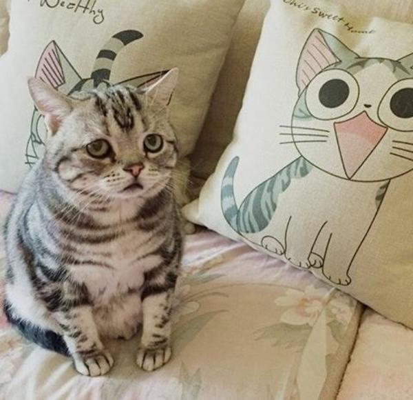 Luhu | Cats | Know Your Meme
