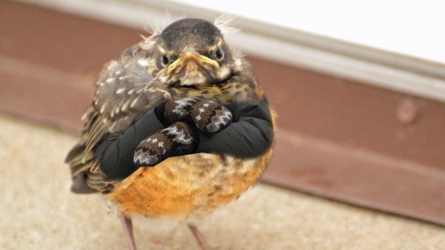 Mittens Bird | Know Your Meme
