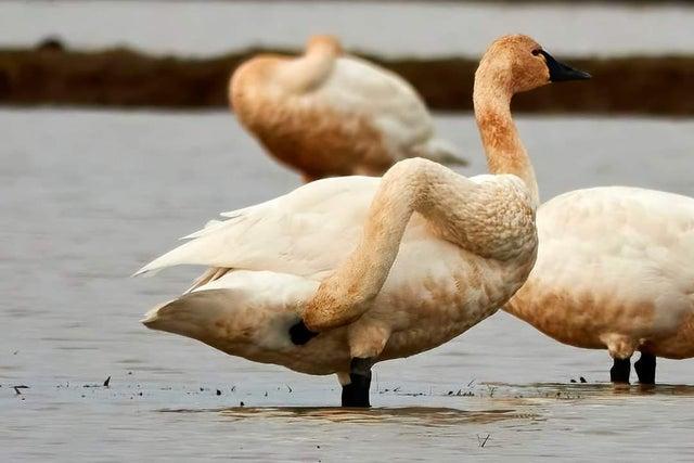 Itchy | Know Your Meme