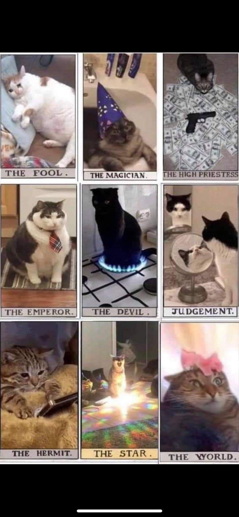 Cat Tarot | Tarot Arcana Parodies | Know Your Meme