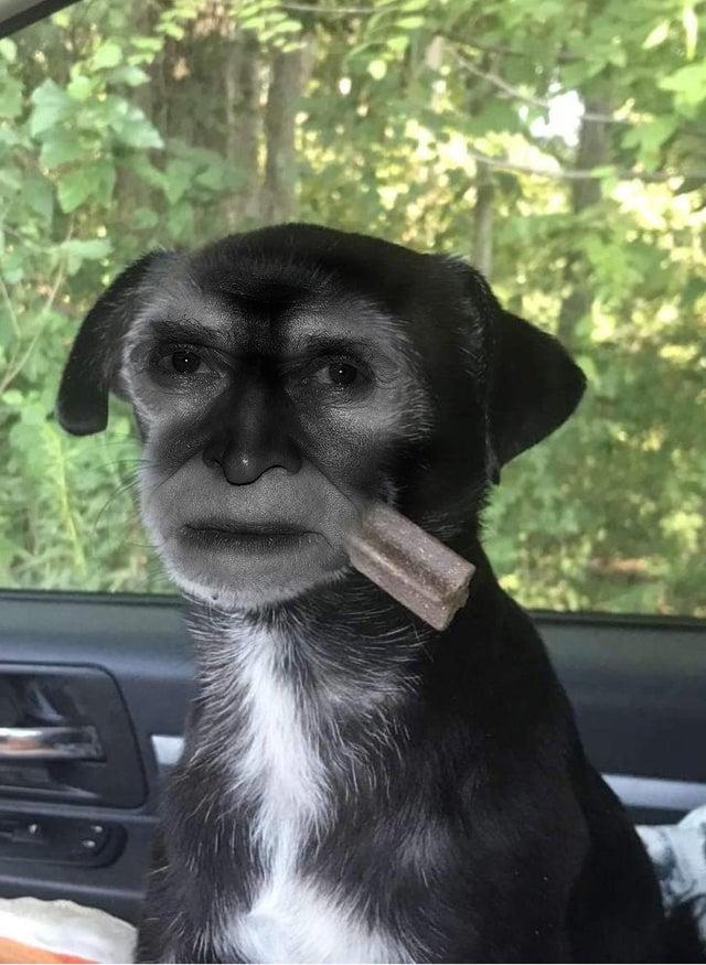 Dafoe On Da Dog | Know Your Meme