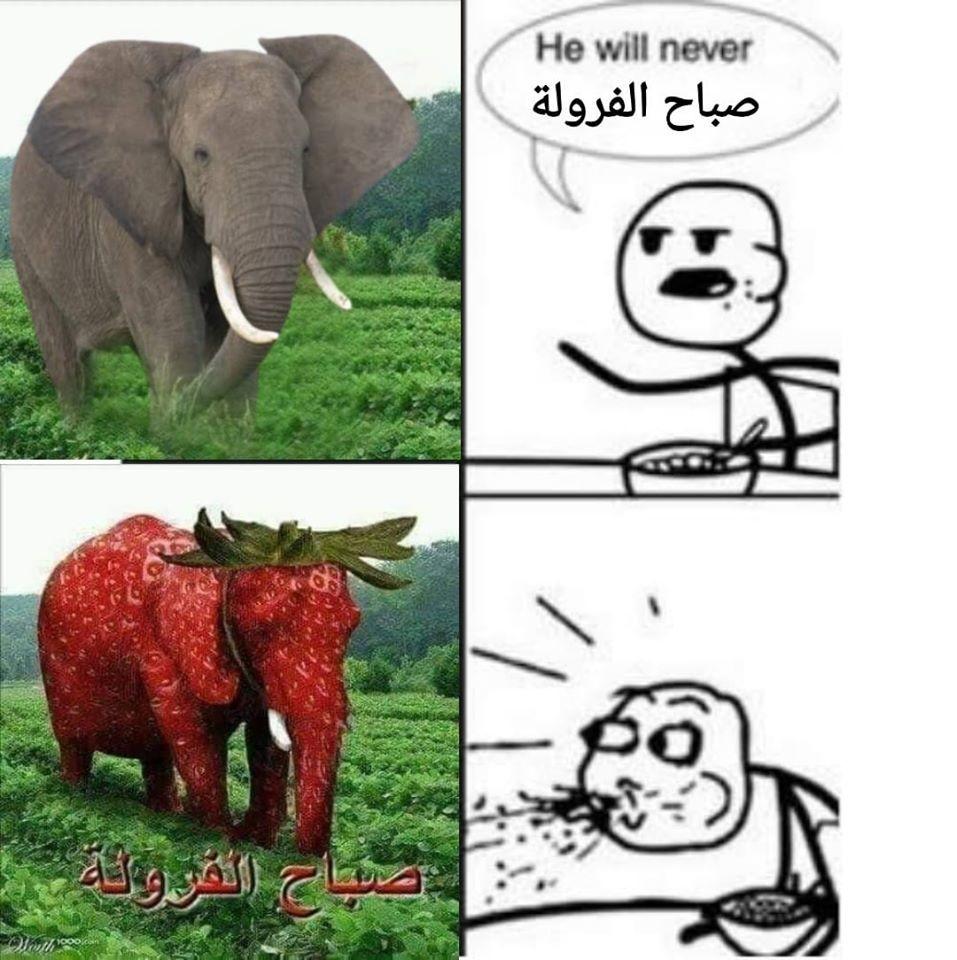 he will never have a strawberry morning | Arabic Strawberry Elephant ...