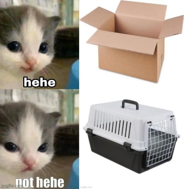 Unboxing | Hehe Cat | Know Your Meme