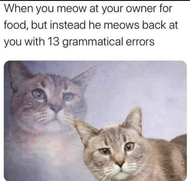 Meow As A Second Language | Cats | Know Your Meme