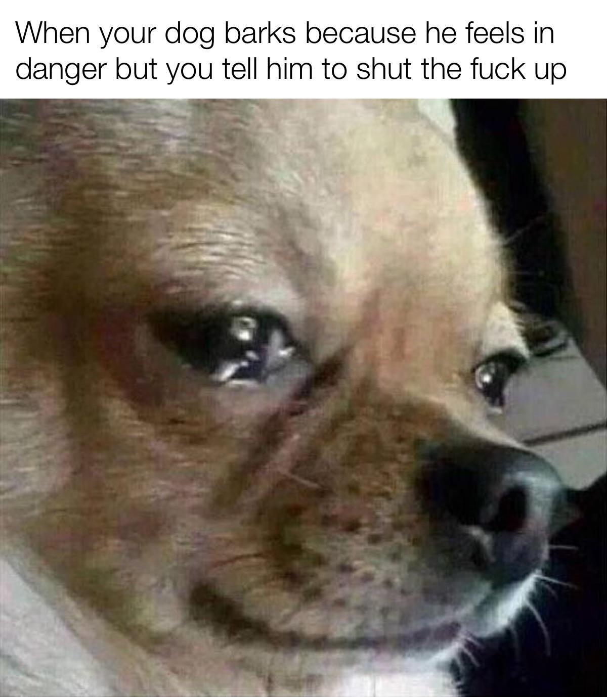 He’s just trying to help | /r/dankmemes | Dogs | Know Your Meme