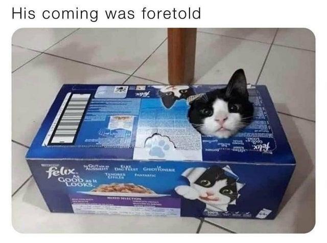Foretold Coming | Know Your Meme