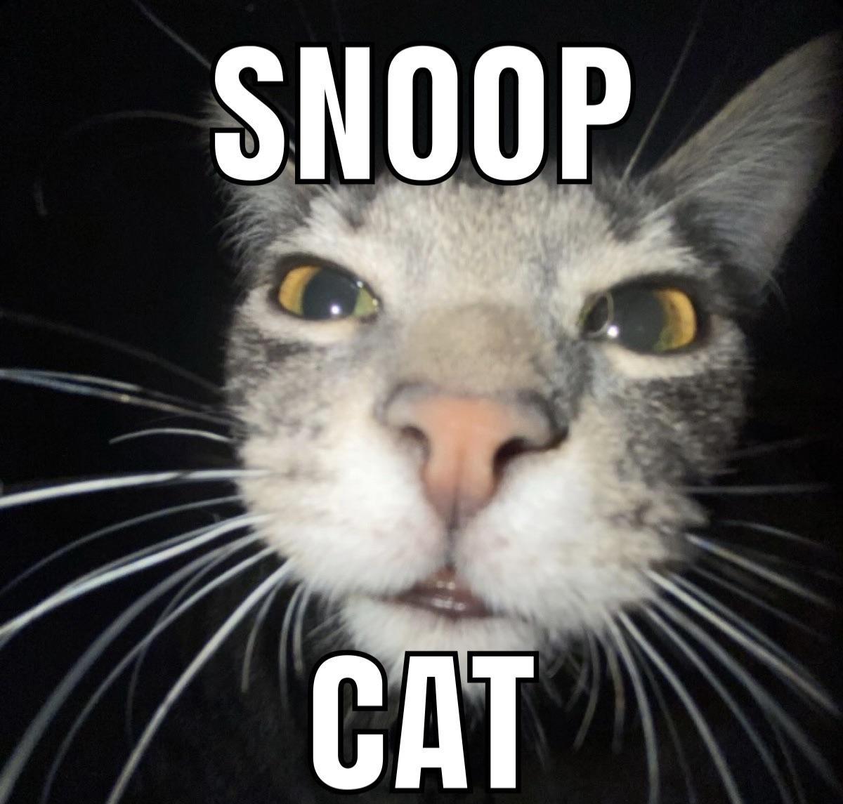 Snoop Cat | /r/okbuddyretard | OkBuddyRetard | Know Your Meme