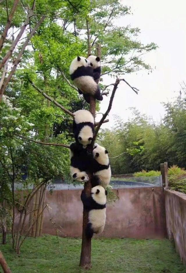 A Panda Tree | Know Your Meme