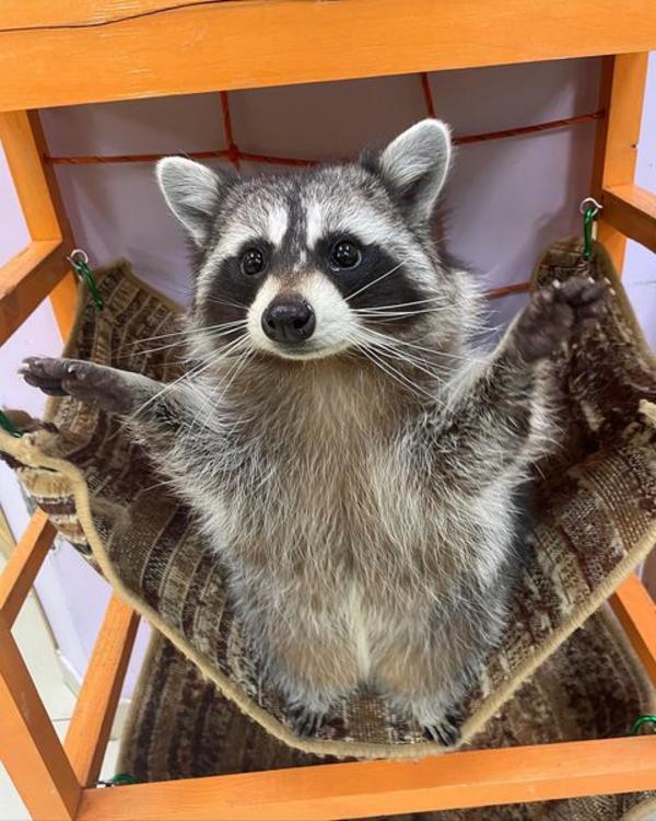 Trash Panda | Know Your Meme