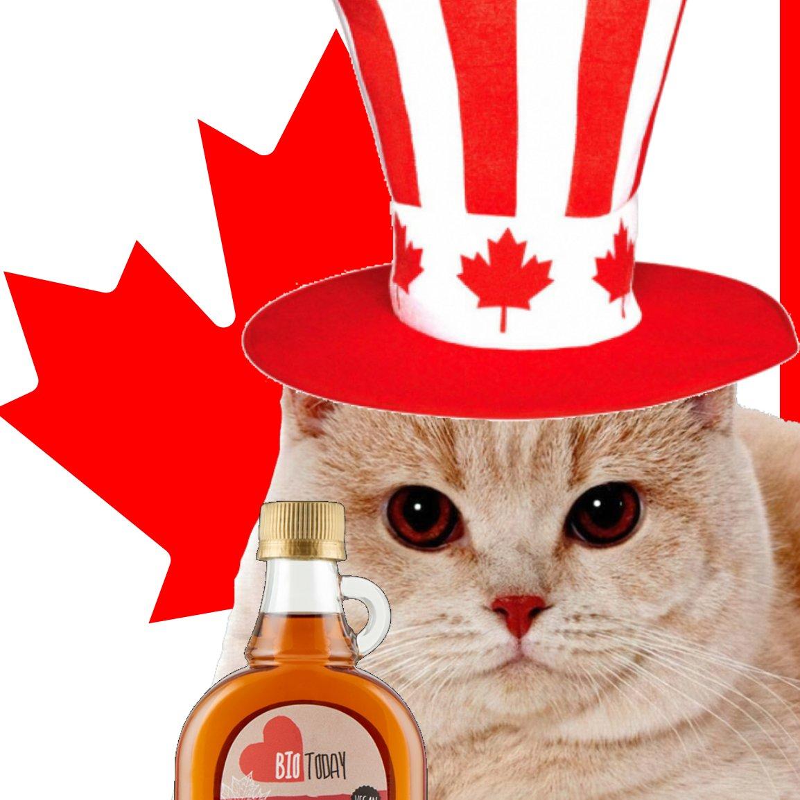 Canadian Gigacat | Gigacat | Know Your Meme