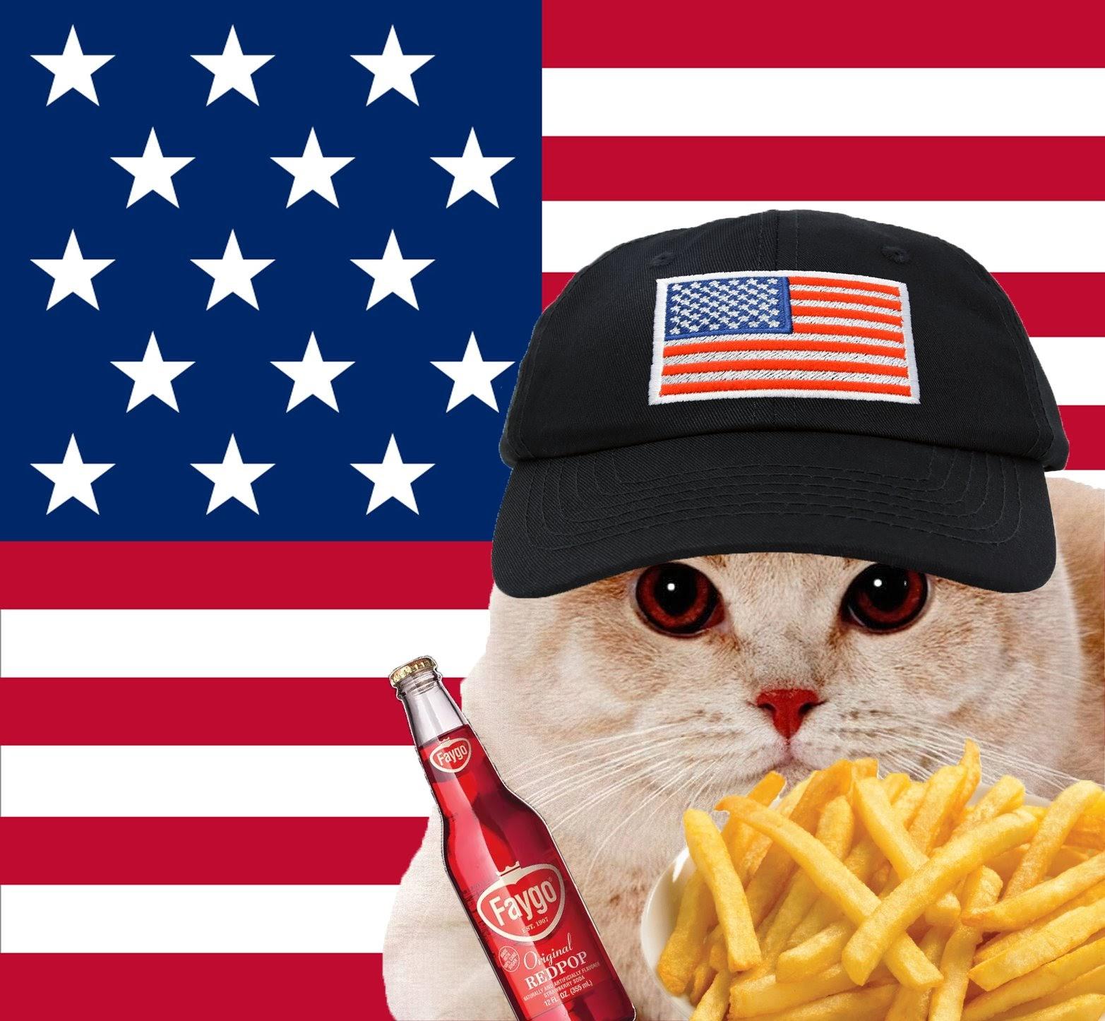 American Gigacat | Gigacat | Know Your Meme