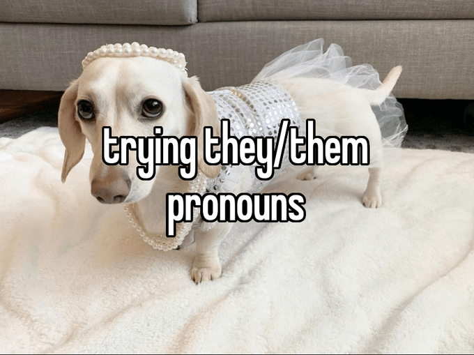 whitney chewston trying they/them pronouns | Homophobic Dog / Not Too ...