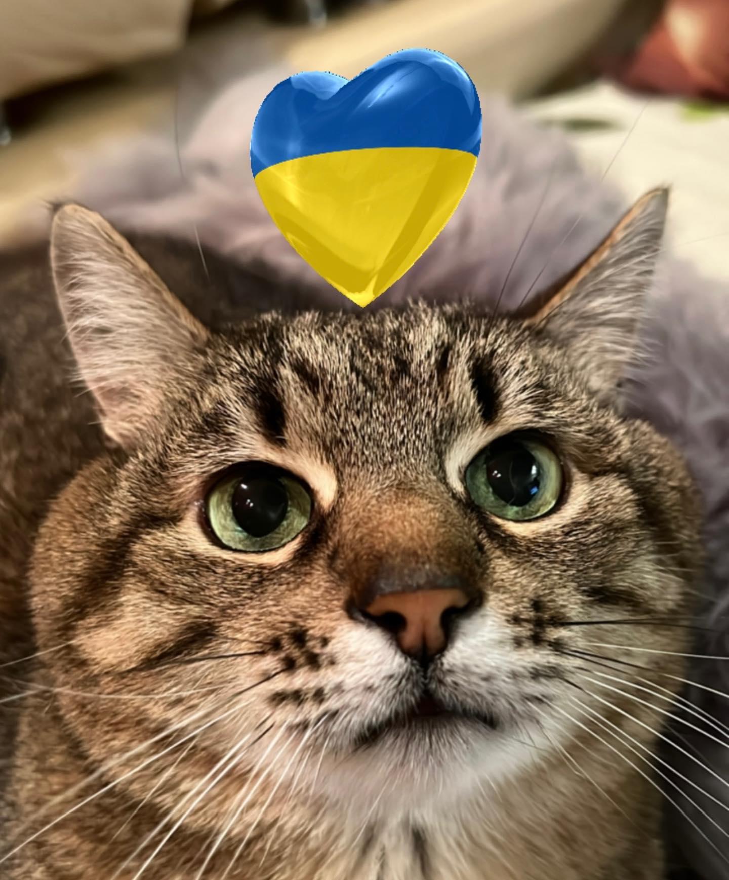 Stepan the Cat Loves Ukraine | Stepan the Cat | Know Your Meme