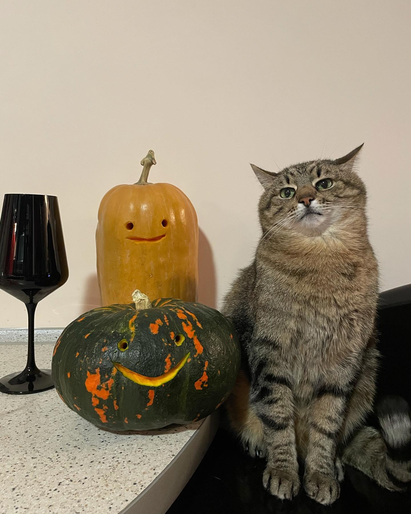 Stepan the Cat Halloween Vibes | Stepan the Cat | Know Your Meme