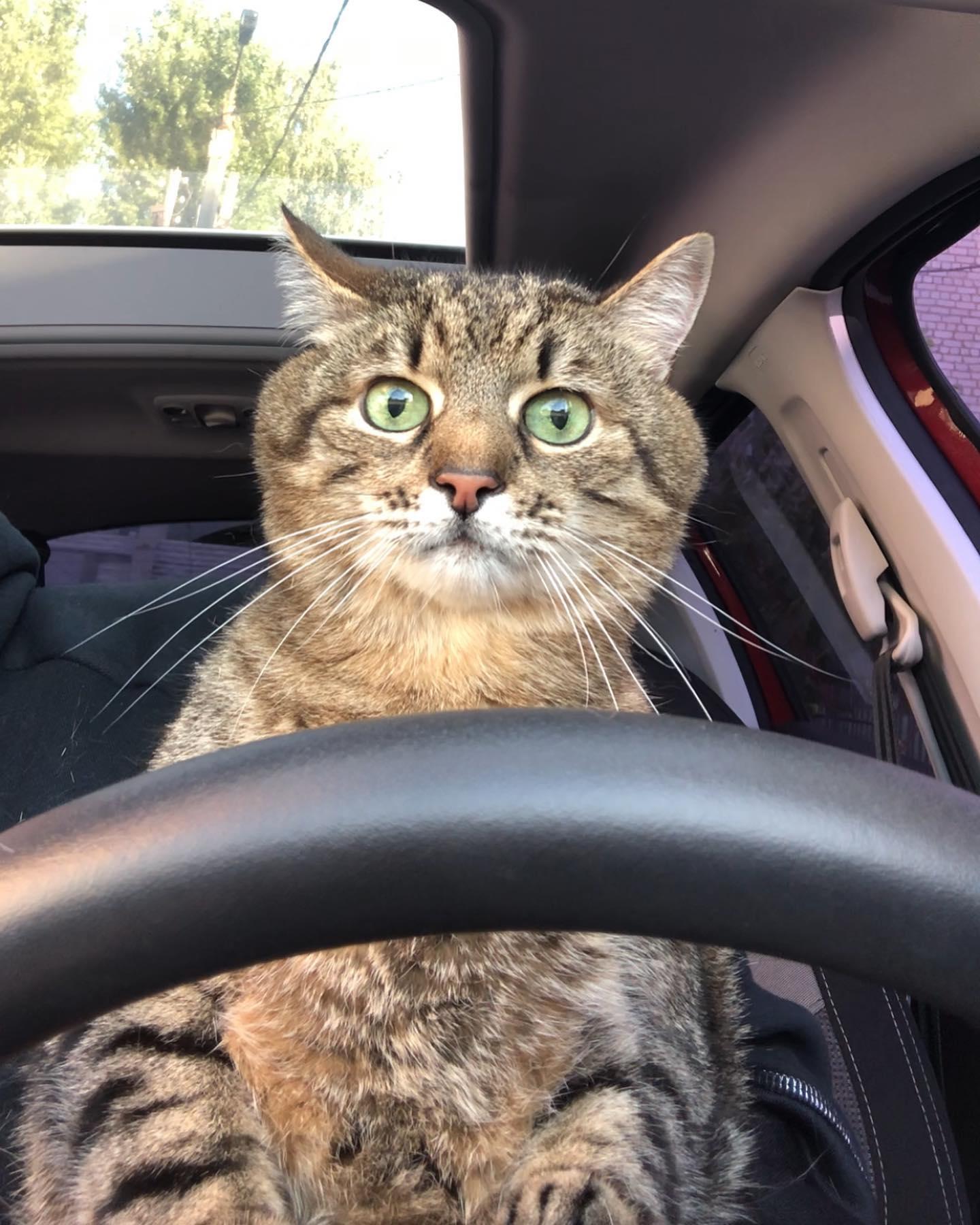 Stepan the Cat Driving | Stepan the Cat | Know Your Meme