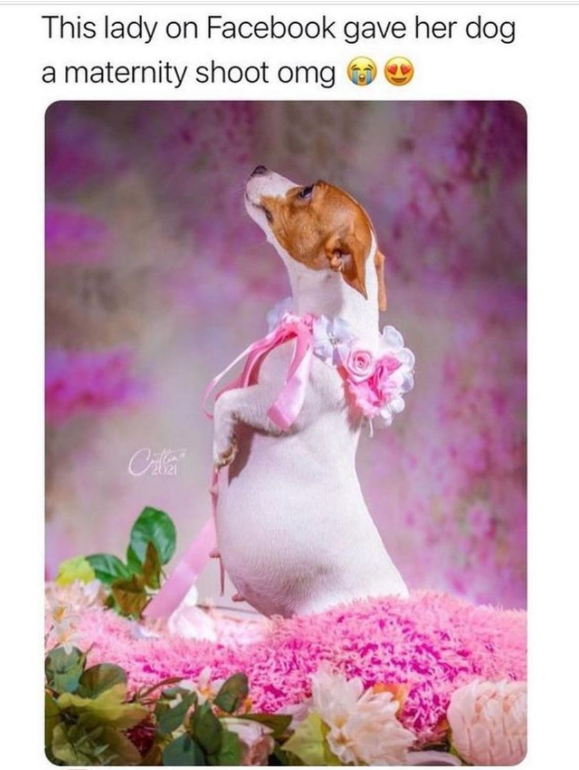 Much grace, the cutie slayed it | /r/wholesomememes | Wholesome Memes ...