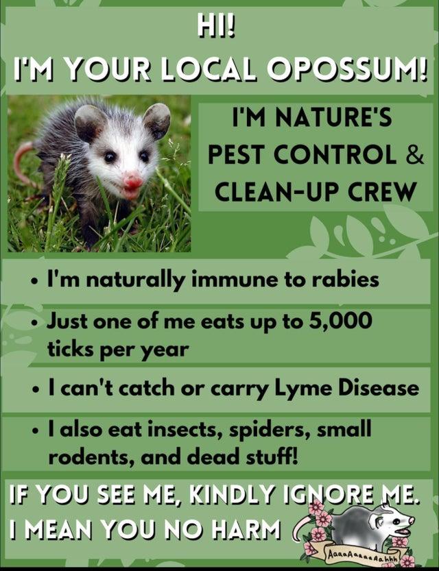 Awesome Opossum Facts | Infographic Dumps | Know Your Meme