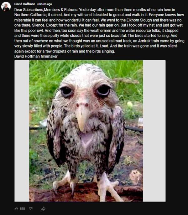 David Hoffman's Owl Post | Wet Owl | Know Your Meme