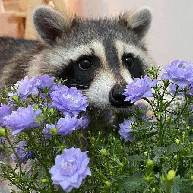 Trash Panda | Know Your Meme