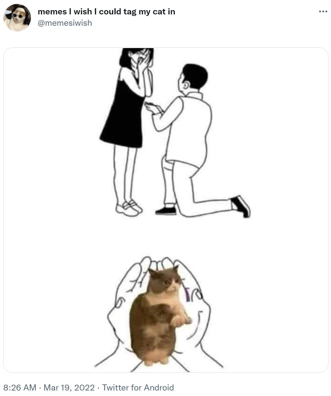 Cat Proposal | Memes I Wish I Could Tag My Cat In | Know Your Meme