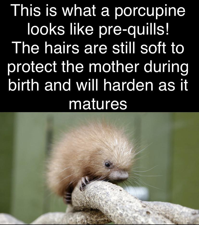 Fuzzy little guy | /r/PrequelMemes | Prequel Memes | Know Your Meme