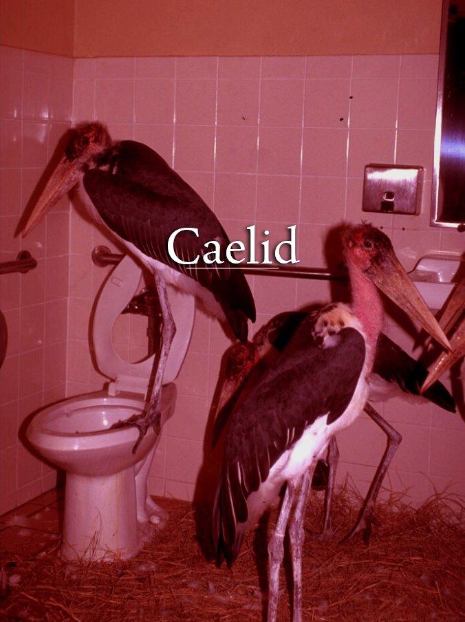 Caelid Toilet | Caelid | Know Your Meme