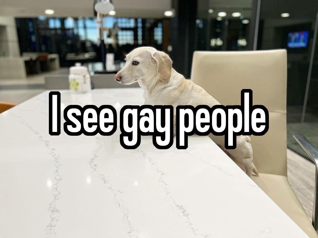 i see gay people | Homophobic Dog / Not Too Fond Of Gay People | Know ...