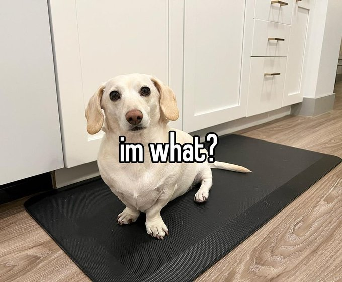 im what? | Homophobic Dog / Not Too Fond Of Gay People | Know Your Meme