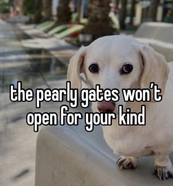 the pearly gates won't open for your kind | Homophobic Dog / Not Too ...