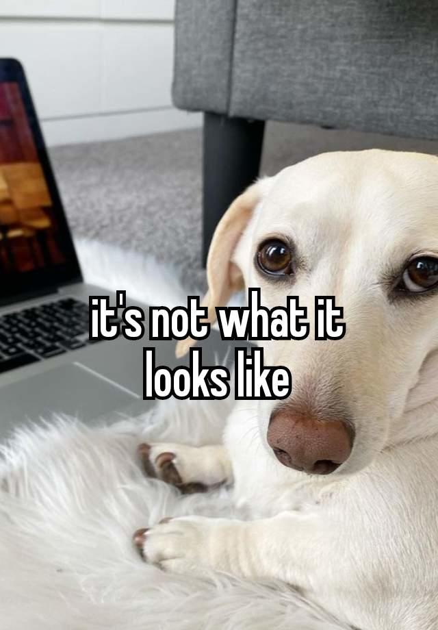 it's not what it looks like | Homophobic Dog / Not Too Fond Of Gay ...