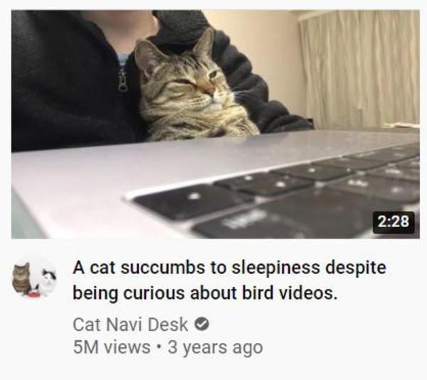 Living the Dream | Cats | Know Your Meme