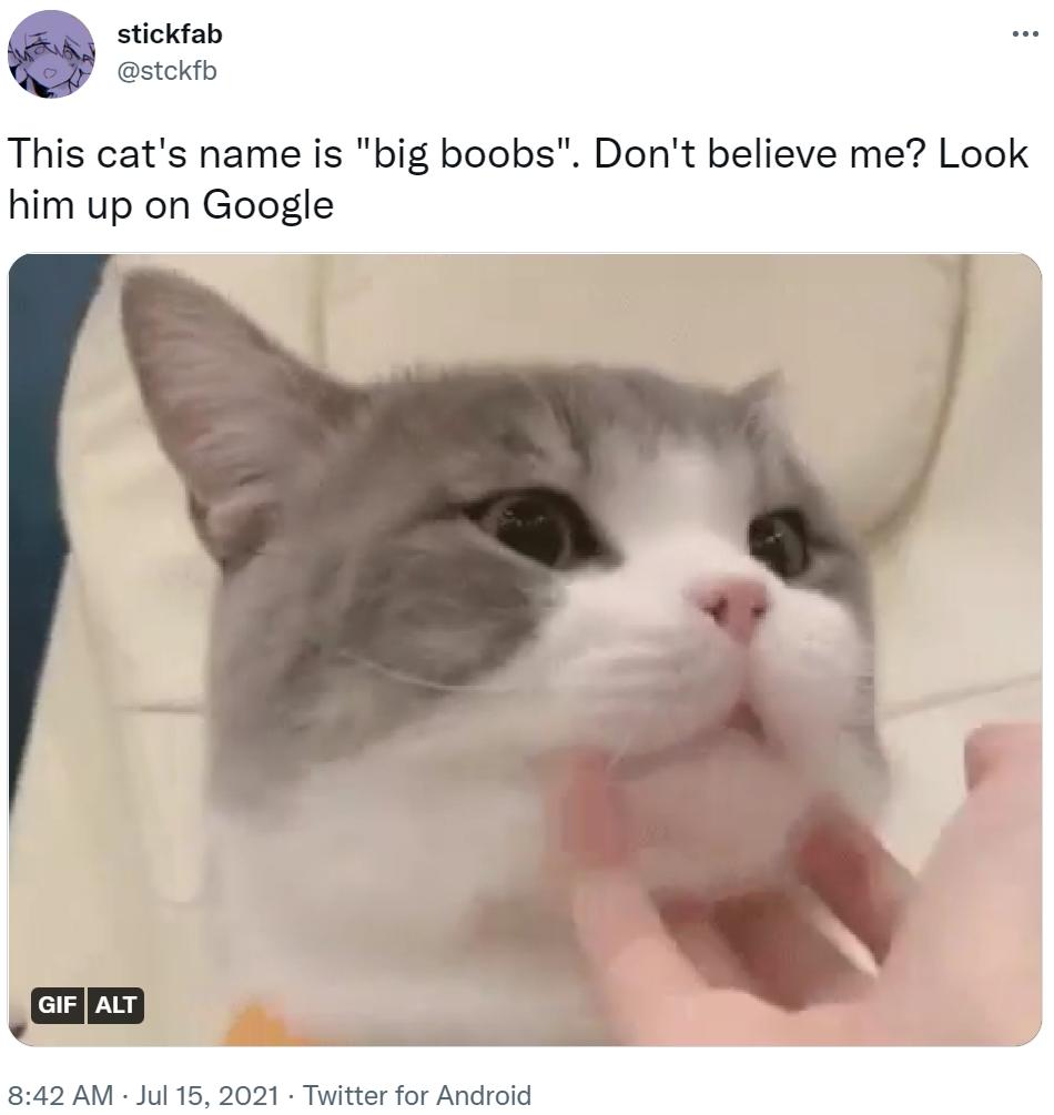 This Cat's Name Is "Big Boobs" | His Name Is X, Look Him Up | Know Your ...