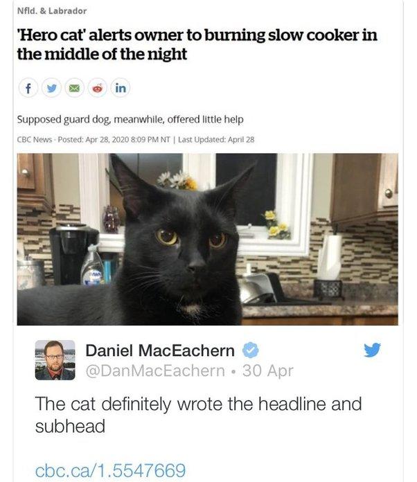 "Supposed guard dog" | Cats | Know Your Meme