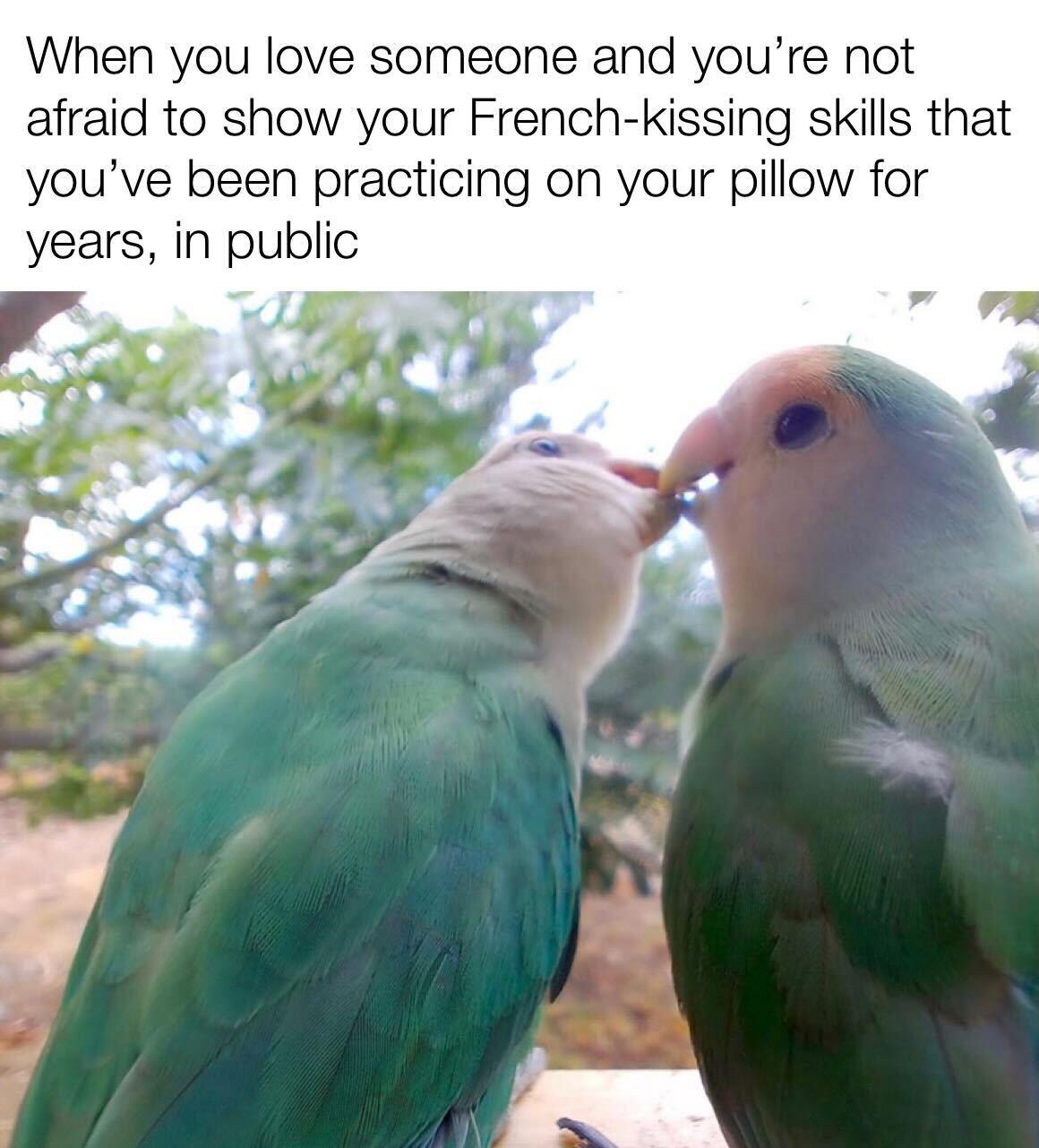 Ah, to be young again... | /r/wholesomememes | Parrots | Know Your Meme