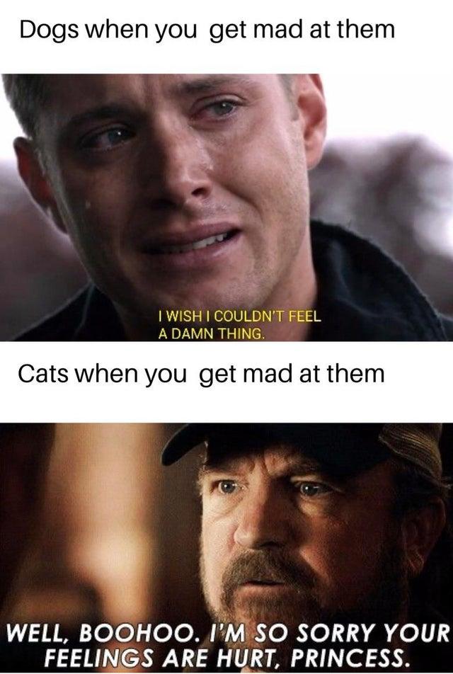 Cats Don't Care | Supernatural | Know Your Meme