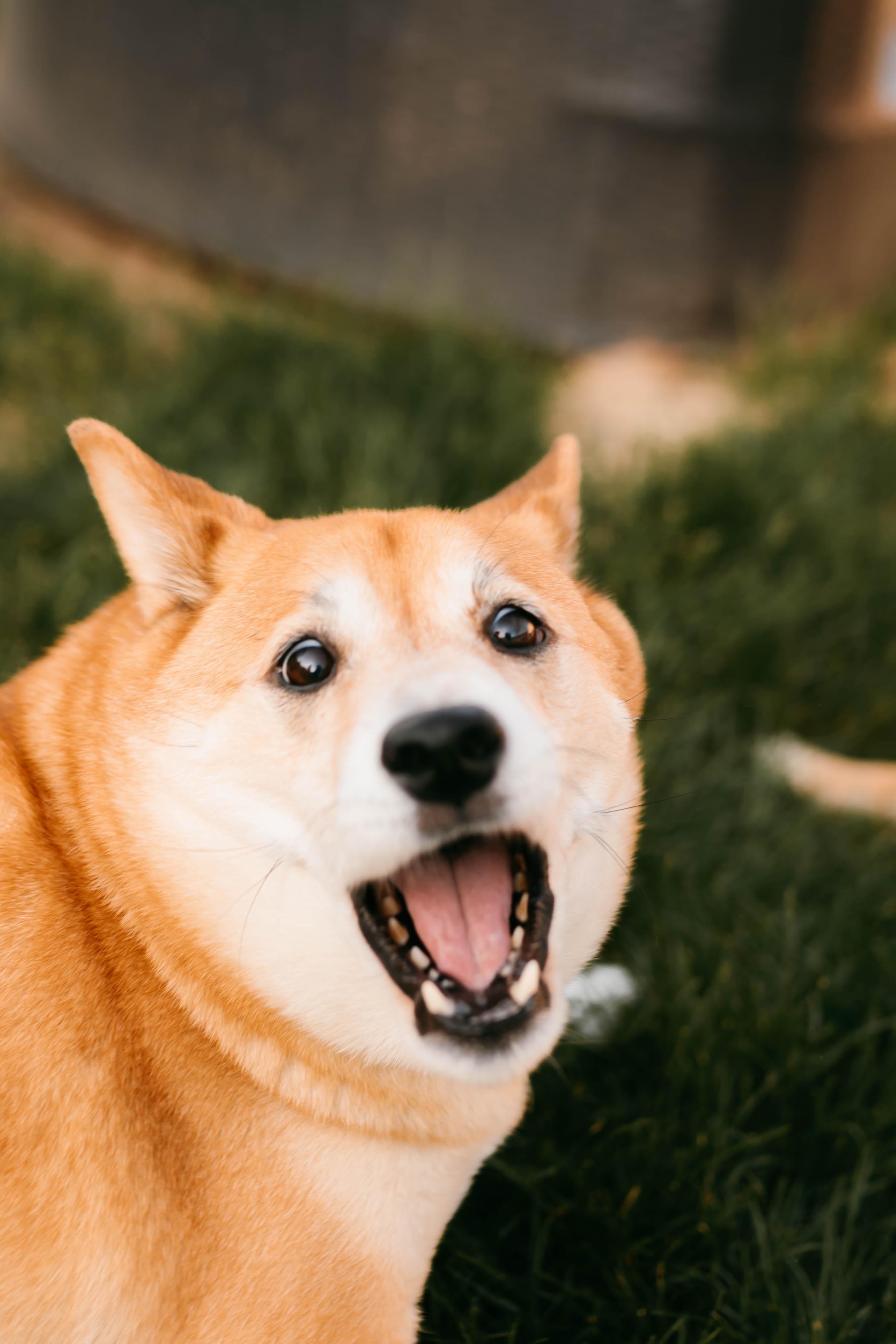 New reaction face just dropped? | /r/dogelore | Ironic Doge Memes ...