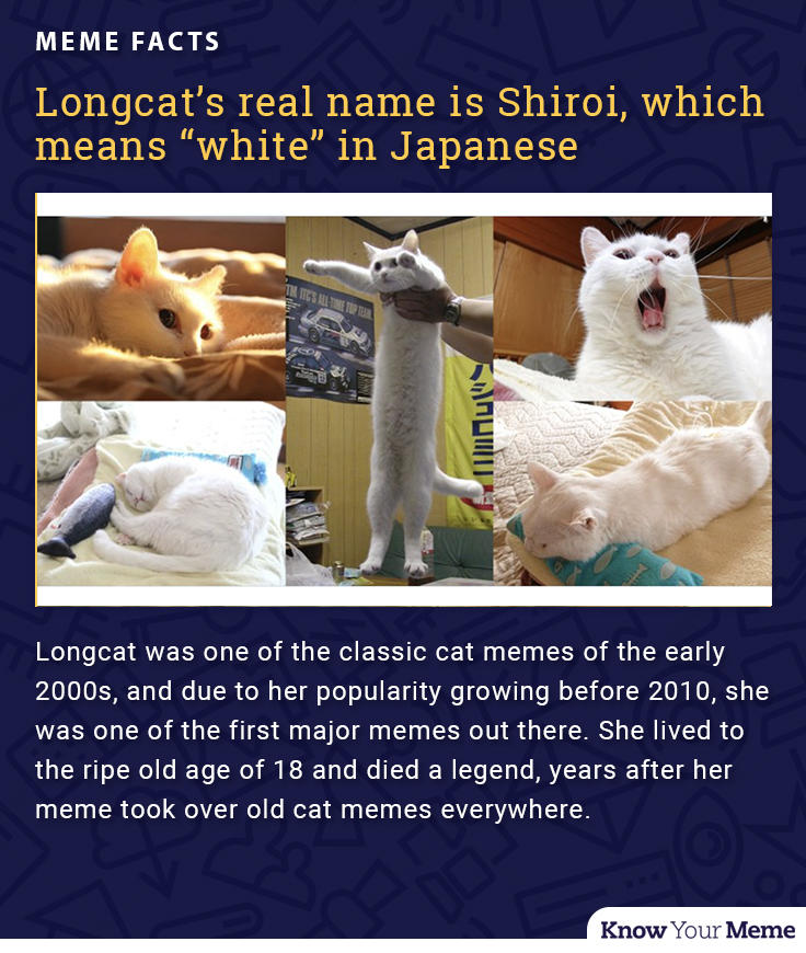 Longcat | Know Your Meme