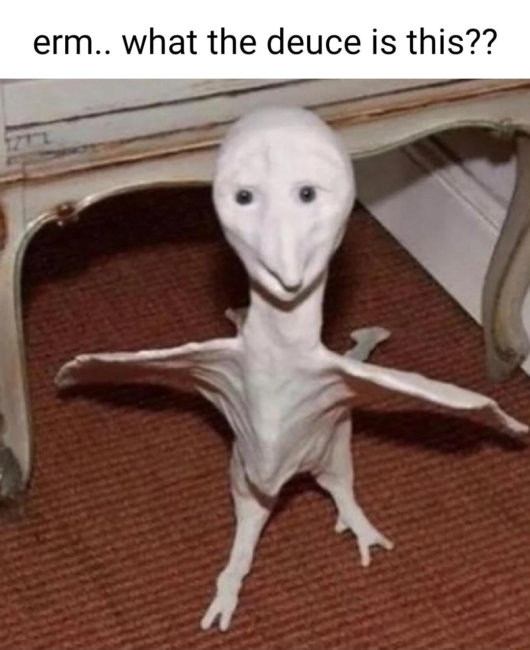 Erm... What the Deuce Is This?? | Erm... What the Deuce | Know Your Meme