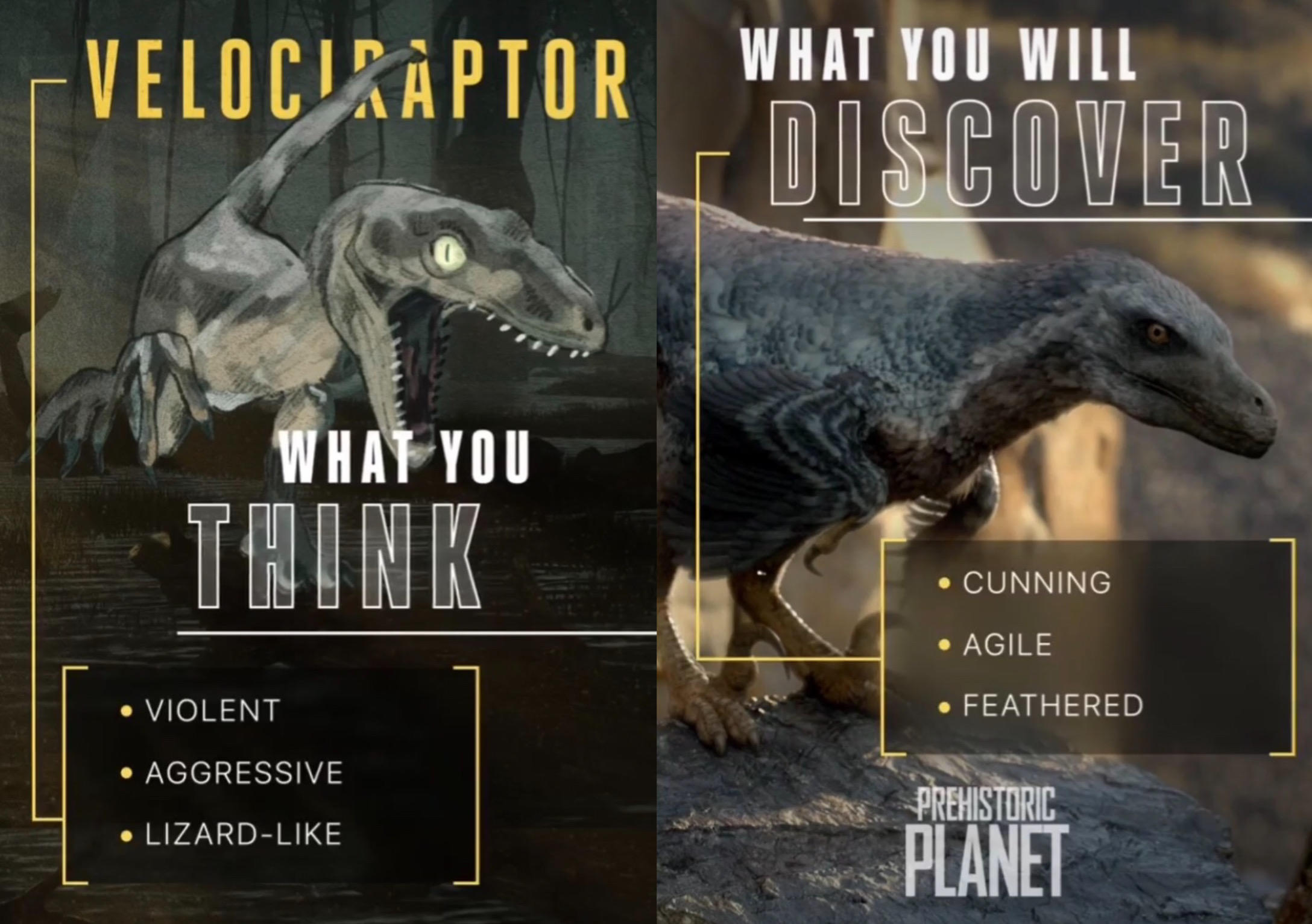 Prehistoric planet velociraptor promo | Prehistoric Planet | Know Your Meme