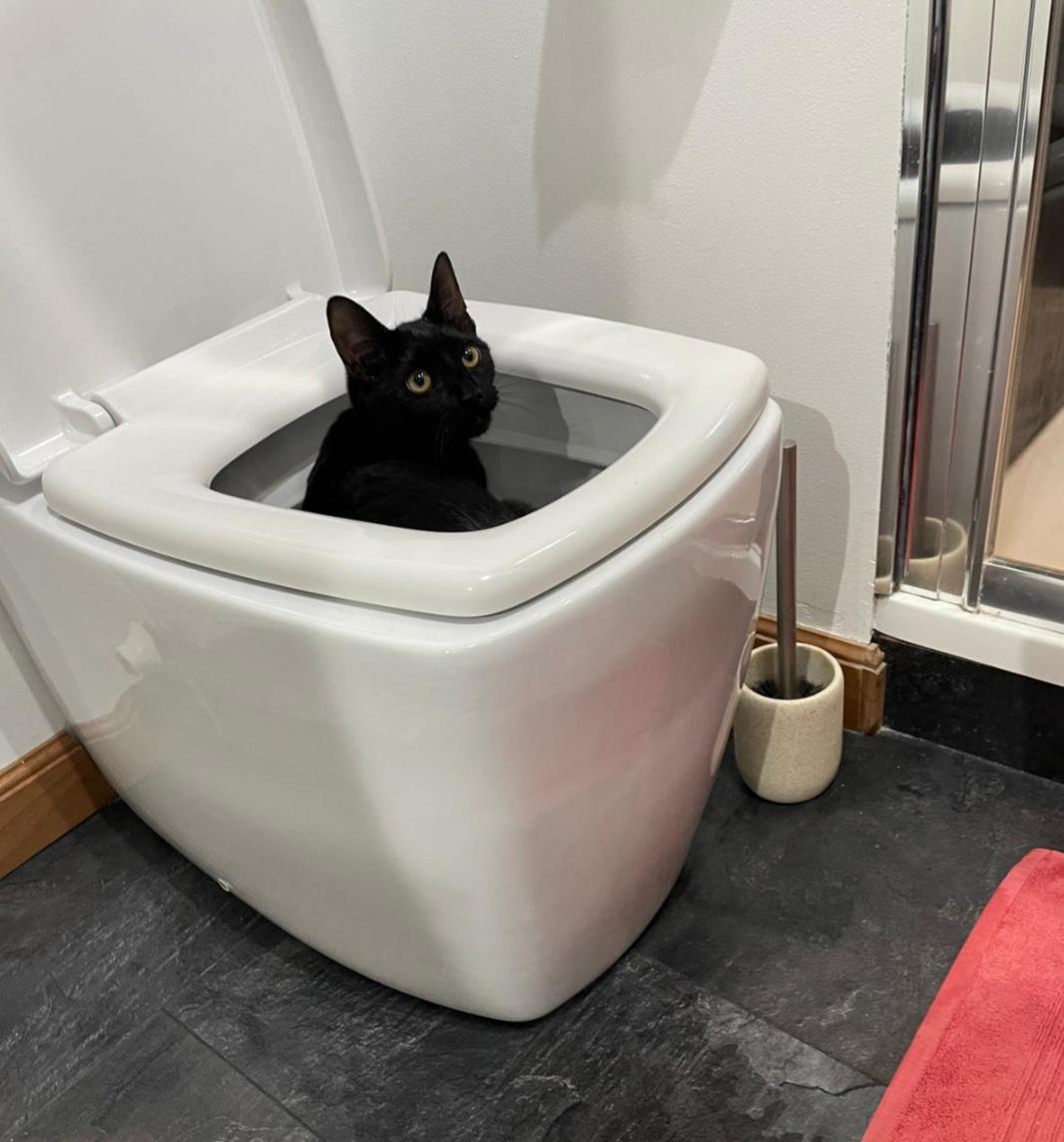 Cat refusing to leave toilet | Cats | Know Your Meme