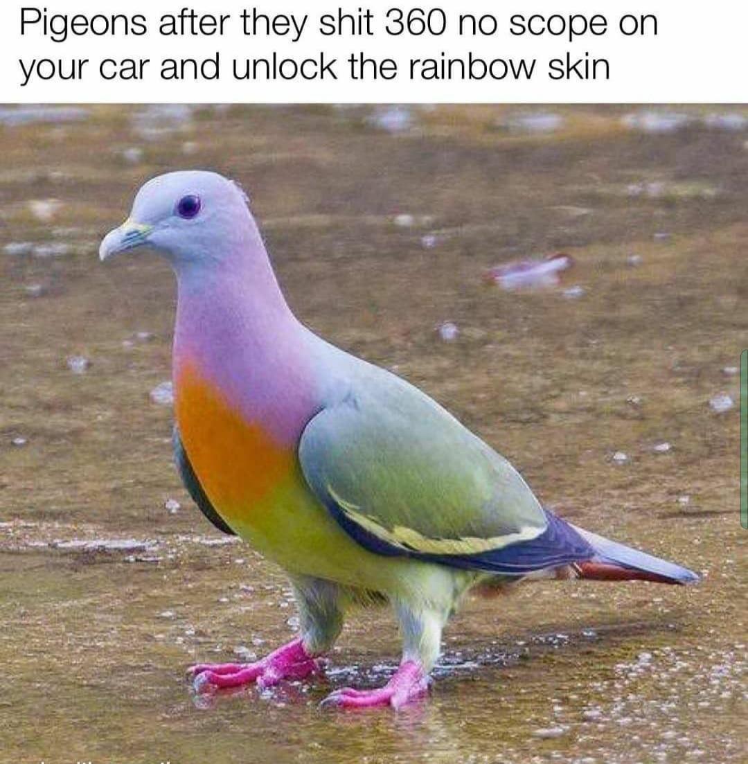 (not oc, this was created by a friend) | /r/dankmemes | Birds | Know ...