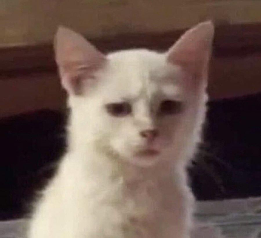 exhausted looking cat stressed out kitten | Reaction Images | Know Your ...