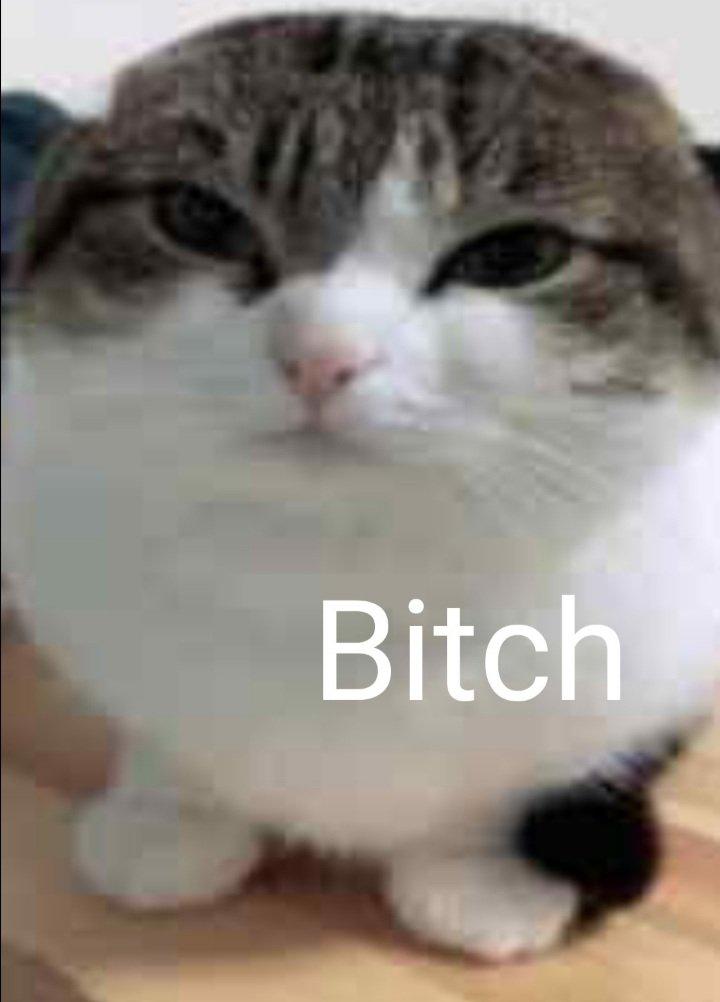 Wawa Cat Oh the Misery Cat | Wawa Cat | Know Your Meme