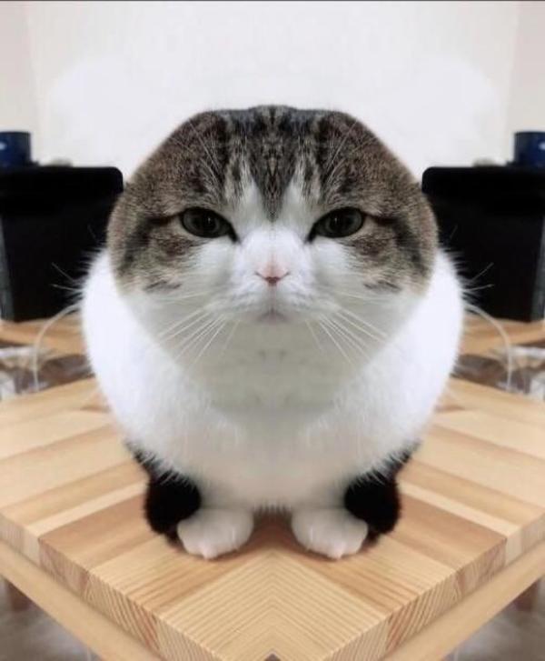 Wawa Cat Oh the Misery Cat | Wawa Cat | Know Your Meme