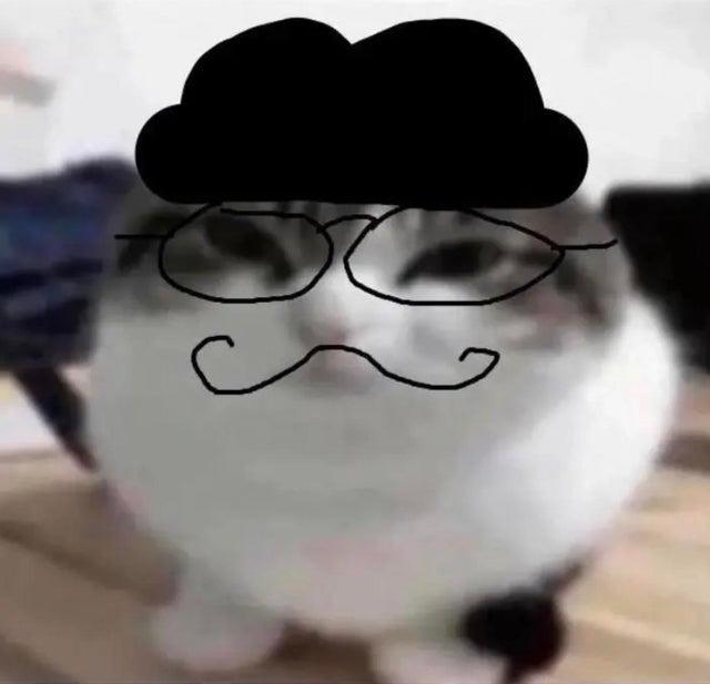 Wawa Cat Oh the Misery Cat | Wawa Cat | Know Your Meme