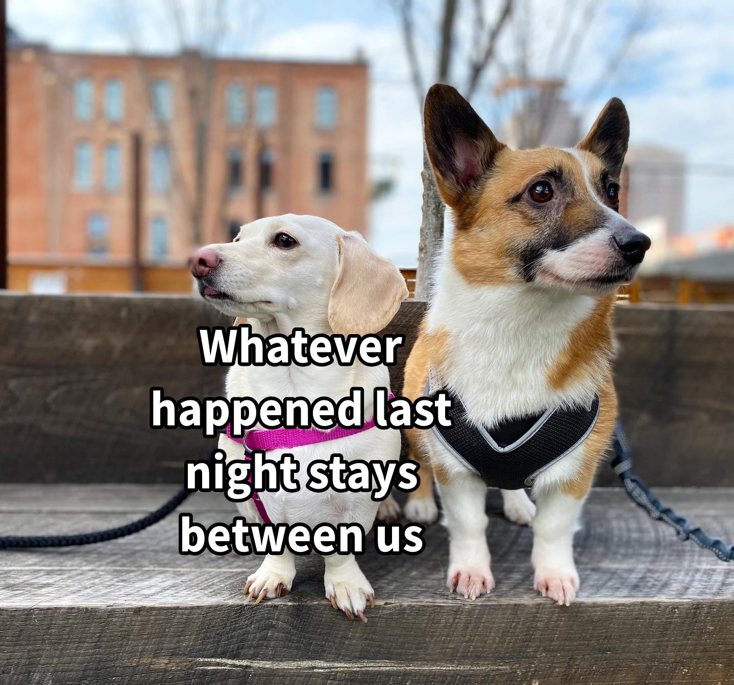 Secretly gay homophobic dog | Homophobic Dog / Not Too Fond Of Gay ...