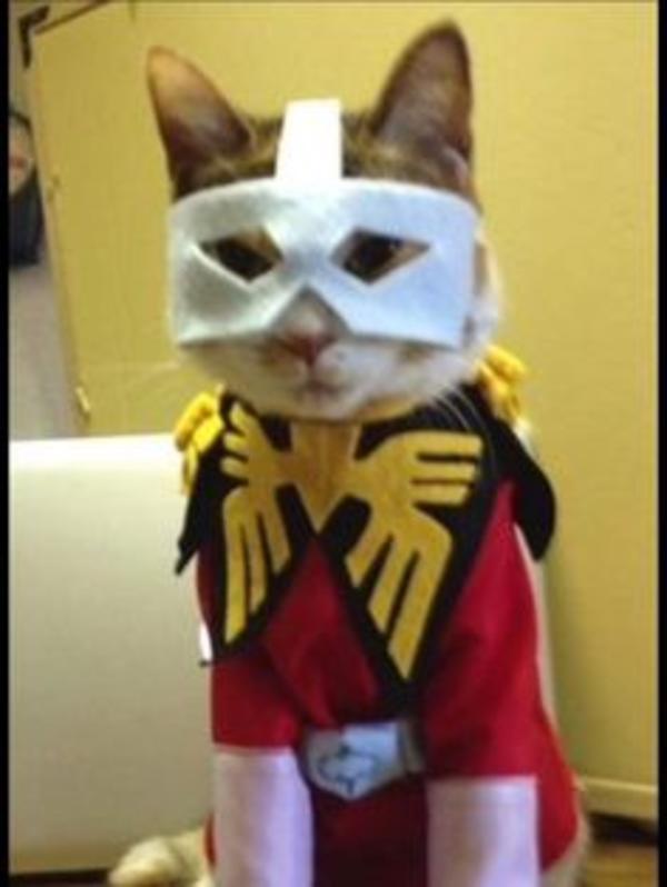 Cat Aznibble | Mobile Suit Gundam | Know Your Meme