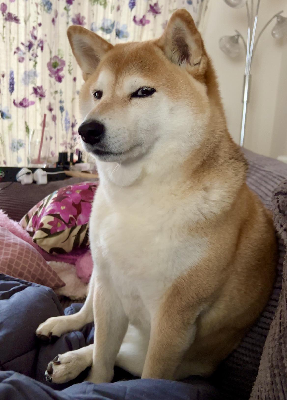 judgy shiba is sus of you | /r/dogelore | Ironic Doge Memes | Know Your ...