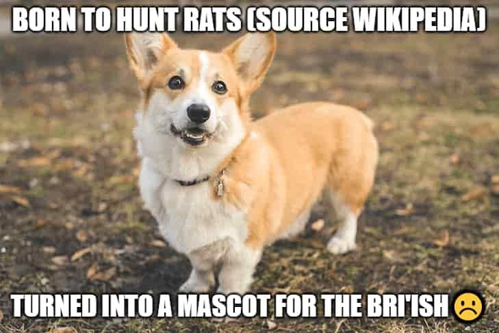 Besides it's welsh not bri'ish dummy | /r/okbuddyretard | OkBuddyRetard ...